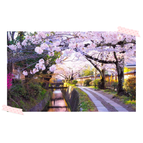 Blooming Delight: Explore Sakura Spots in Japan for Kawaii Fan